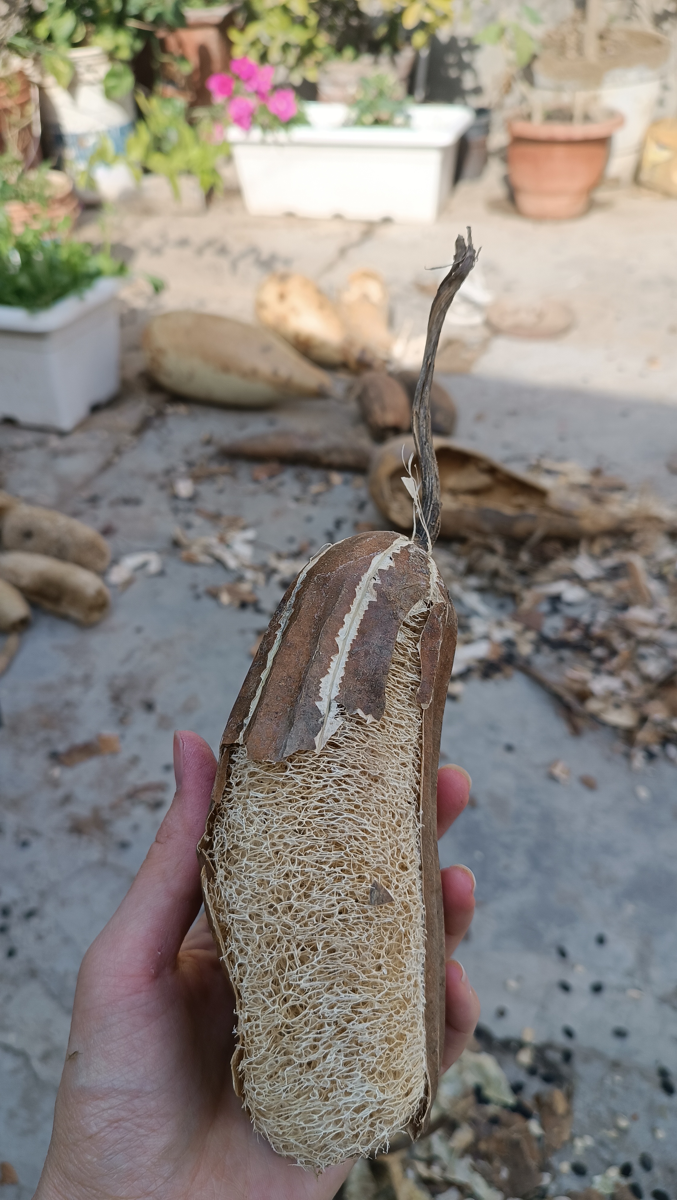 Luffana Natural Sponges