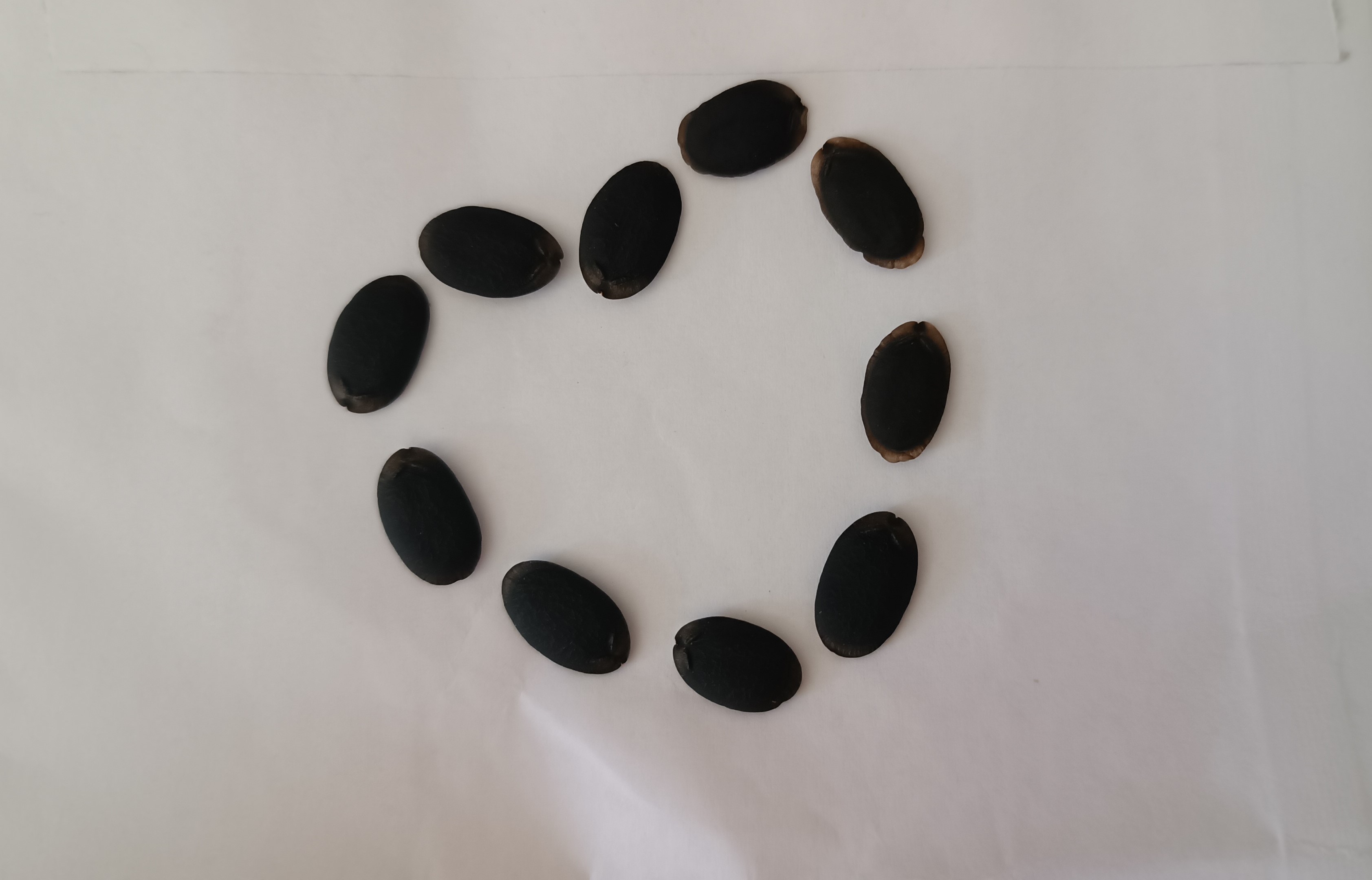 Luffana Natural Sponges