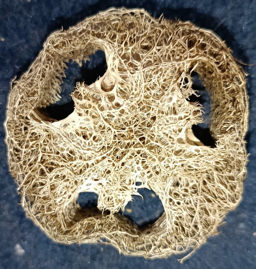 Luffana Natural Sponges